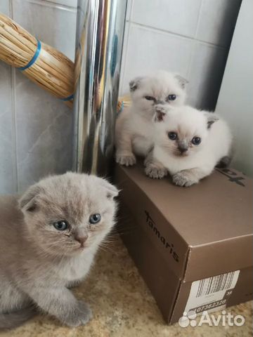 Шотландские породистые котята ищут новую семью