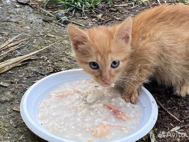 Котенок в дар
