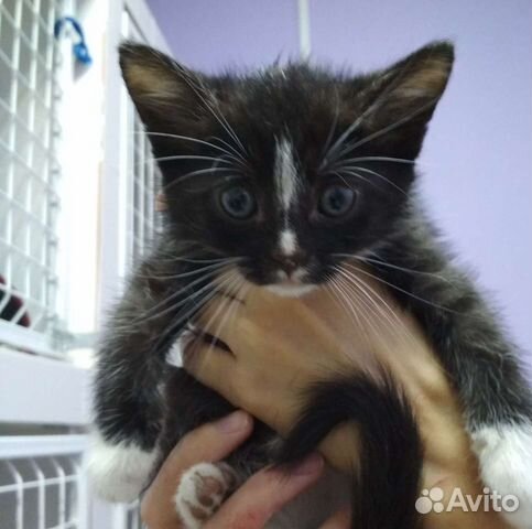 Котята-пушистики