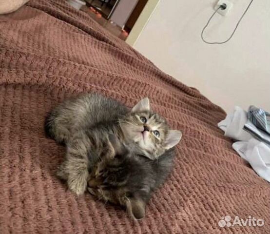 Британские котята в добрые руки