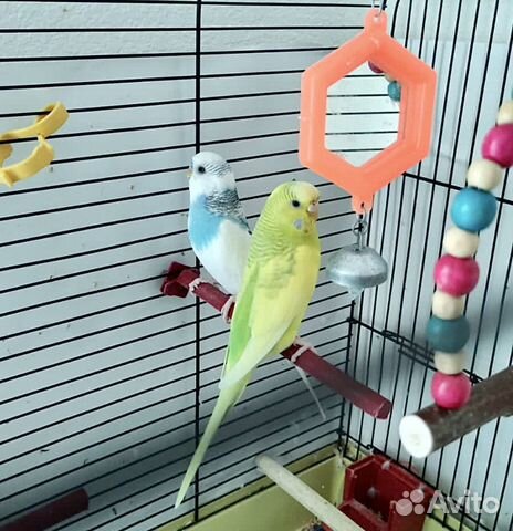 Отдадим в дар с клеткой