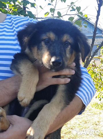 Собака в добрые руки щенок