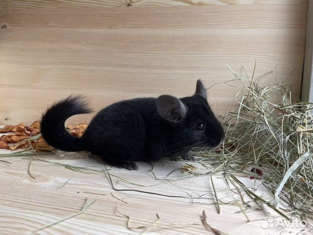 Шиншилла самец эбони экстра темный