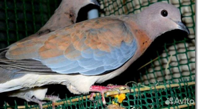 Сенегальская горлица