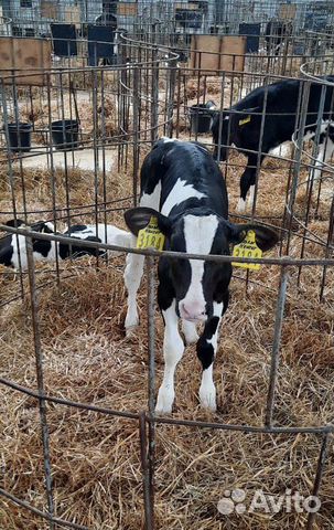 Бычки телки телята крс