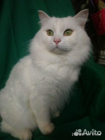 Снеговичок Олаф, кот около 1,5 лет