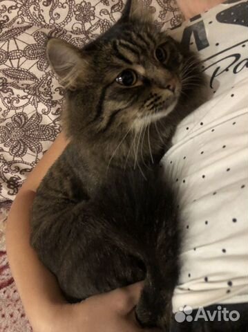 Кот бродяга