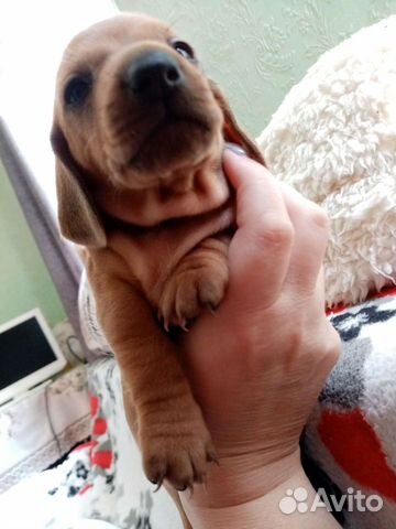 Щенки таксы, девочки1 месяц 2500