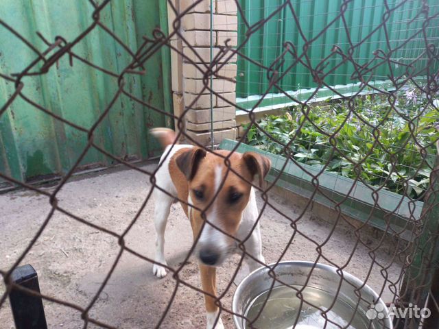 Фокс терьер