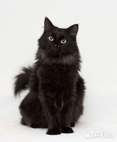 Котейка-домовенок