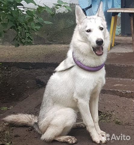 Собака ищет дом