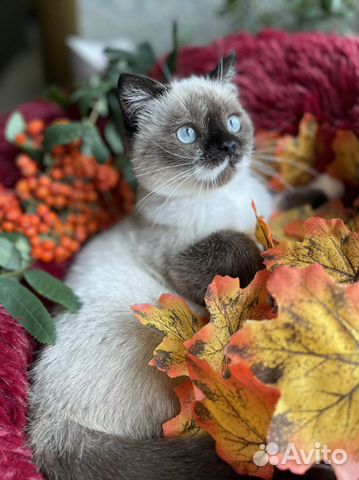 Эксклюзивные котята