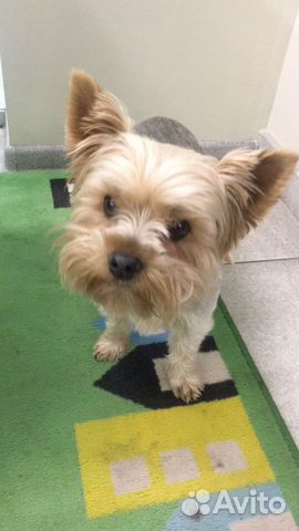 Йоркширский терьер найдена собака