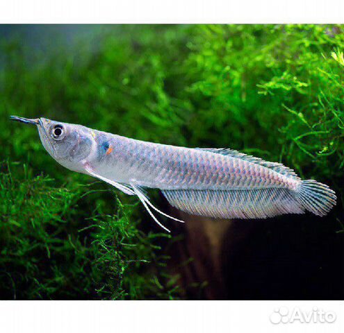 Арована американская в наличии 8-9 см