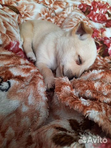 Метис джек рассел терьера и золотого ретривер