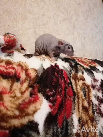 Крысы лысая, мальчик 2 мес