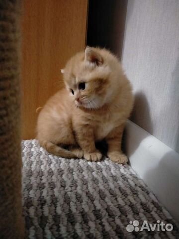 Рыжий мальчик к бронированию