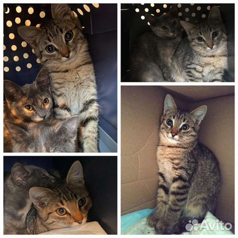 Котенок полосатик