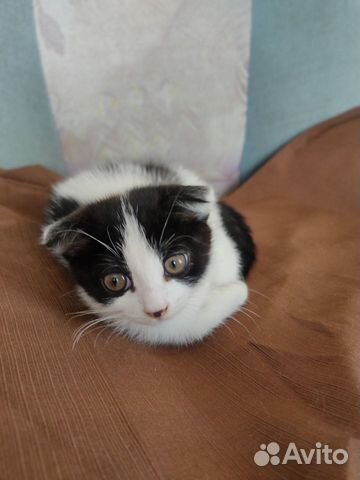 Котенок мальчик вислоухий