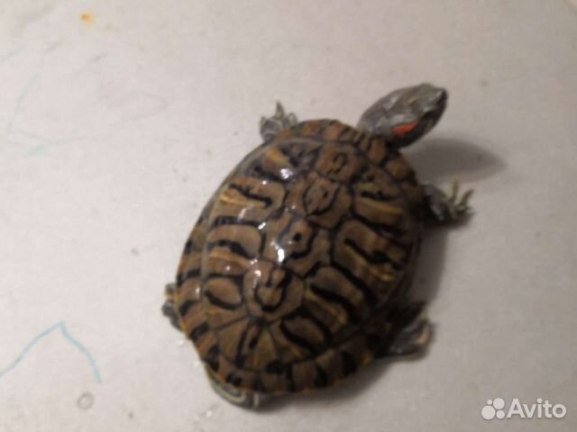 Красноухая черепаха с аквариумом