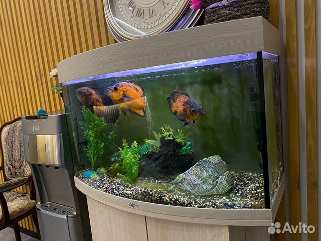 Аквариум 100 литров, с тумбой, рыбками