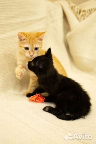 Котята 3 и 1.5 месяца