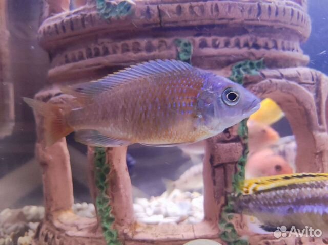 Цихлиды Каданго