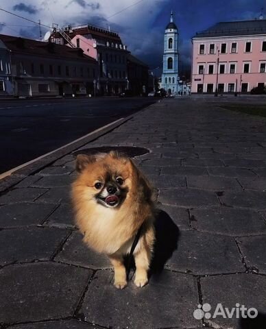 Померанский шпиц вязка