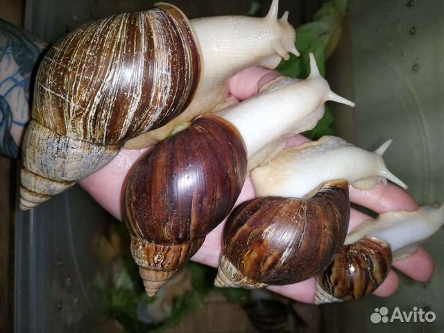 Улитка ахатины