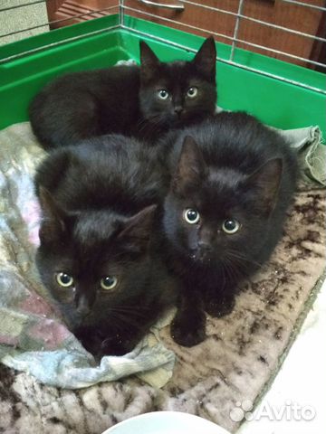 Котята-черныши в добрые руки
