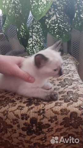 Кошки шотландцы