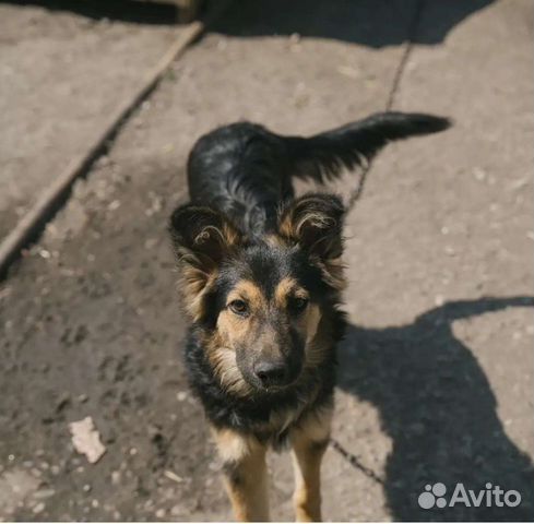 Энергичный и преданный ребенок Рэм ищет родителей