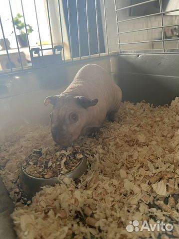 Морская свинка