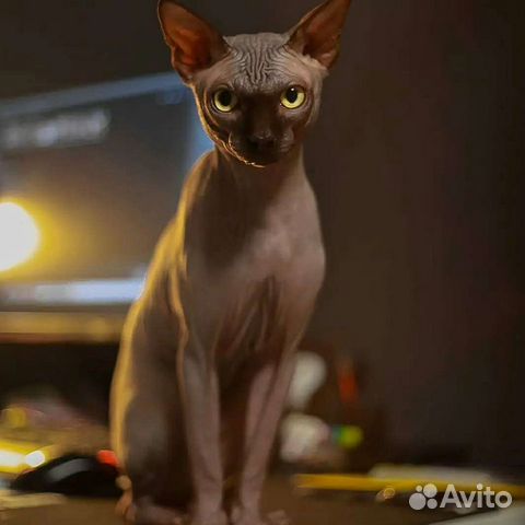 Канадский сфинкс Котик Вязка