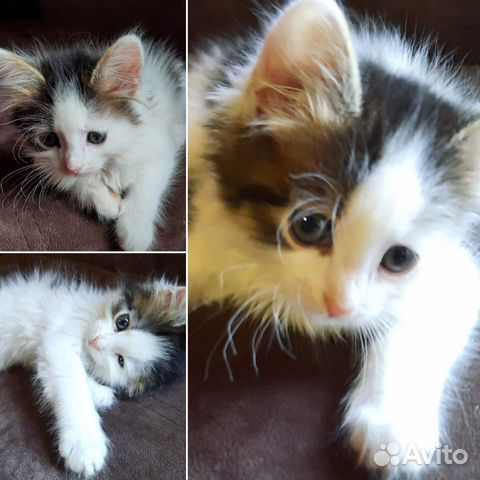 Котята бесплатно