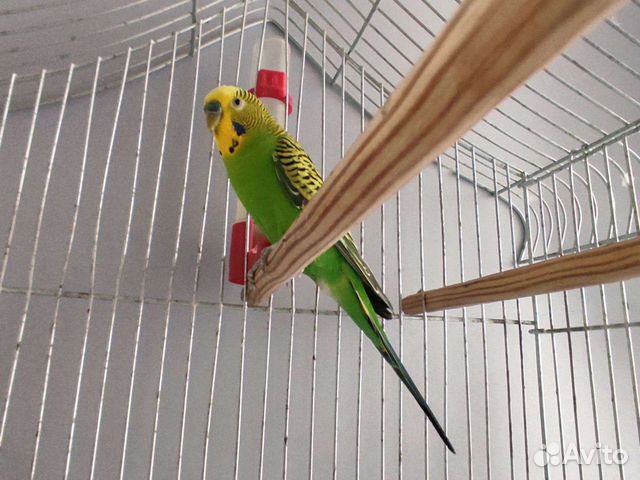 Отдам волнистого попугайчика
