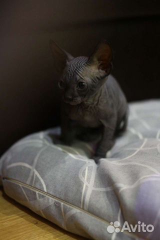 Котенок донского сфинкса