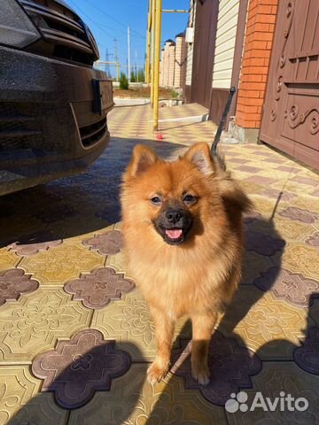 Шпиц на вязку