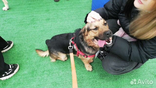 Активная собака для активных людей