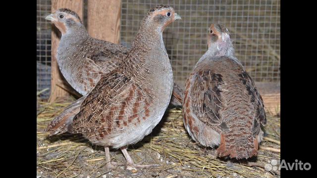 Серая куропатка