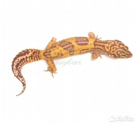Эублефар Tremper Albino