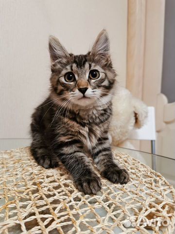 Котенок Фил пушистый
