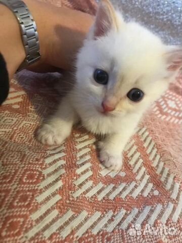 Белая милашка кошечка ищет дом