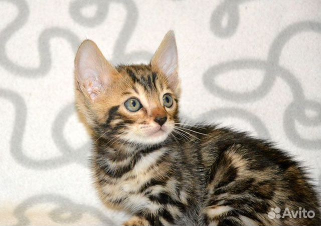 Отдам бенгальского котенка