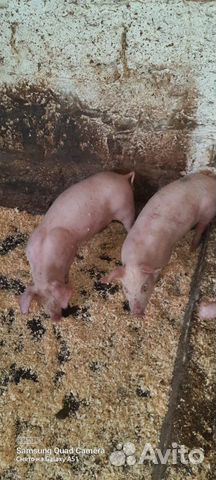 Поросята кб+Пьетрен