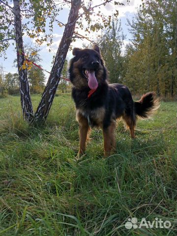 Красавчик Дени ищет дом