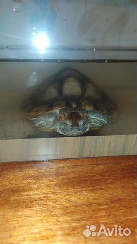 Красноухая черепаха с аквариумом