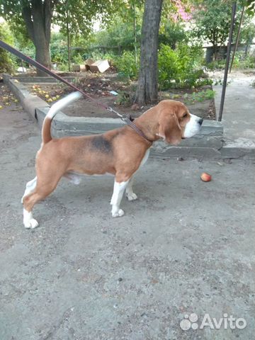 Взрослый кобель бигль с док-ми РКФ