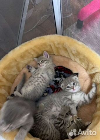 Шотландские котята