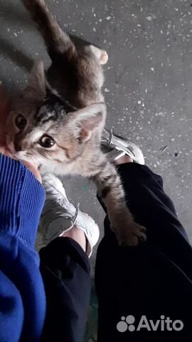 Кошка в дар